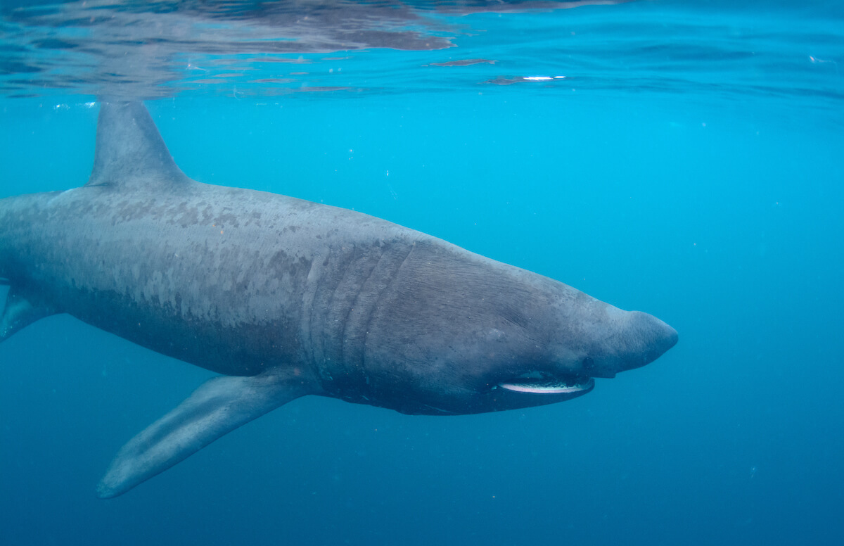 Episode 20: SHARK MONTH – MegFest 2024 – Coast Files Podcast
