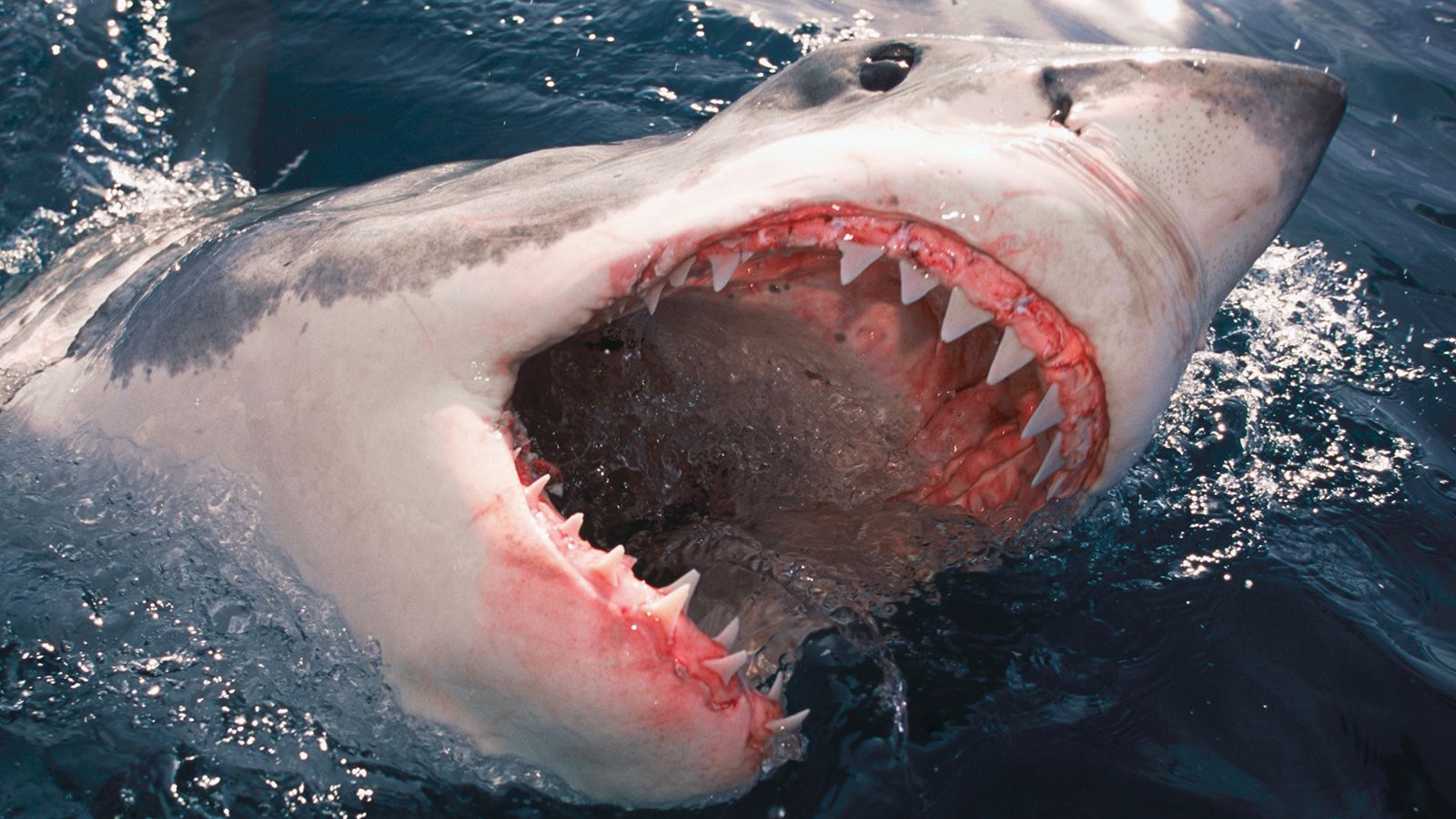 Episode 20: SHARK MONTH – MegFest 2024 – Coast Files Podcast