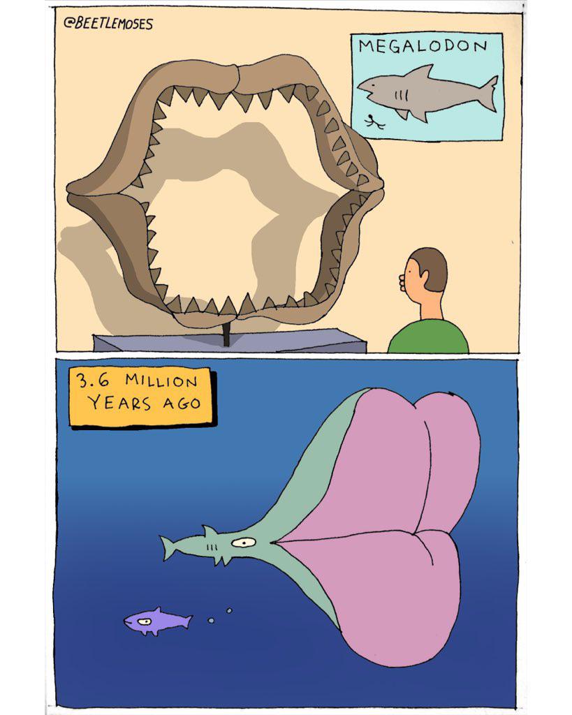 Episode 20: SHARK MONTH – MegFest 2024 – Coast Files Podcast