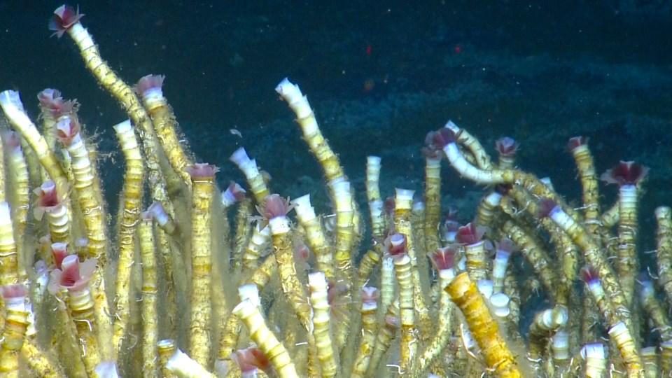 Episode 30: OCEAN MYSTERY – The Jacuzzi of Death – Coast Files Podcast