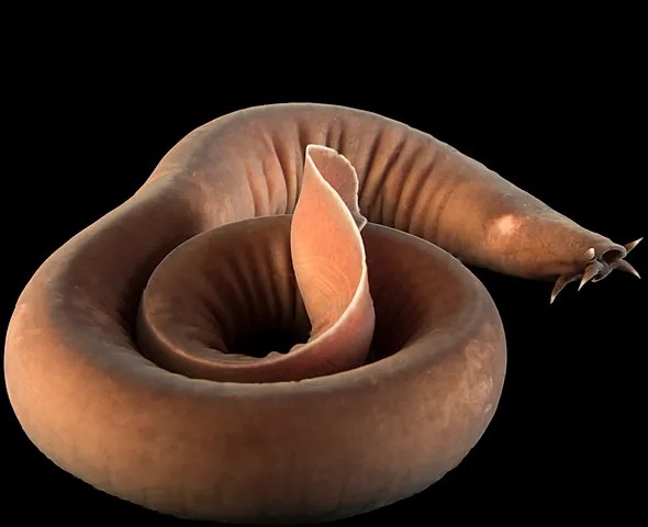 Episode 30: OCEAN MYSTERY – The Jacuzzi of Death – Coast Files Podcast