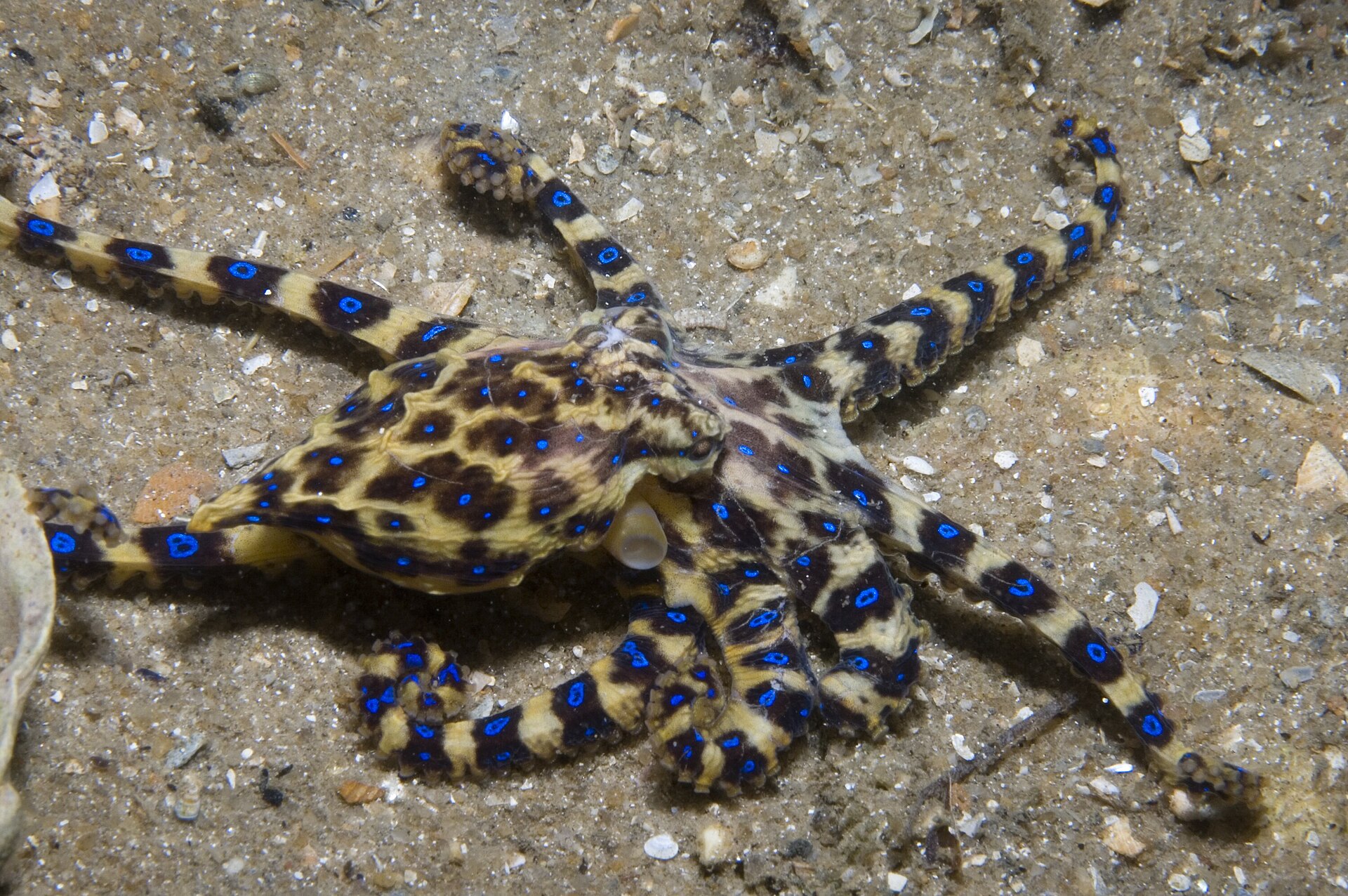 Episode 36: SEA CREATURE – The Octopus Chronicles – Coast Files Podcast